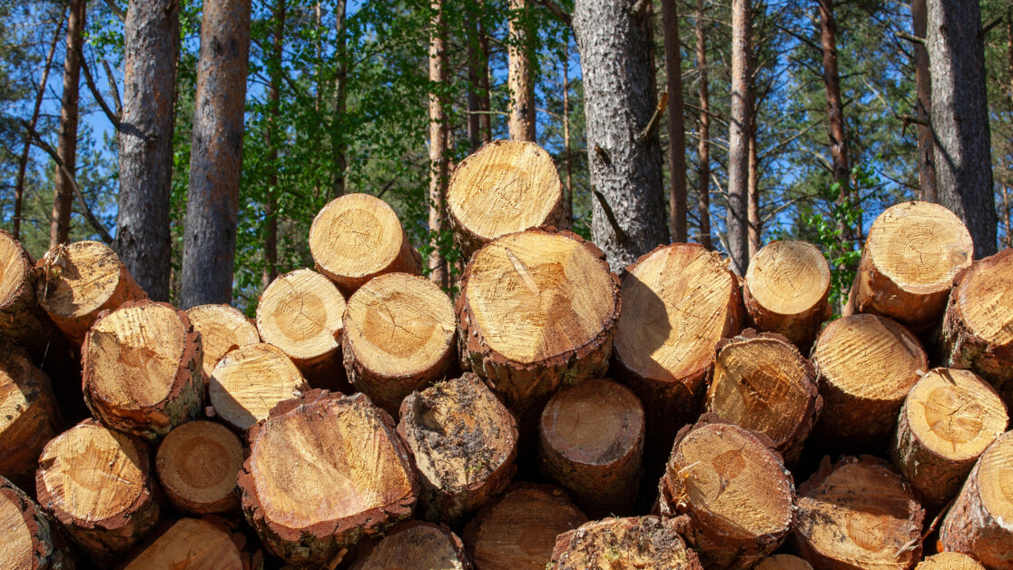 TGA-GC-MS Measurements on Pinewood/Sapwood - NETZSCH Analyzing & Testing